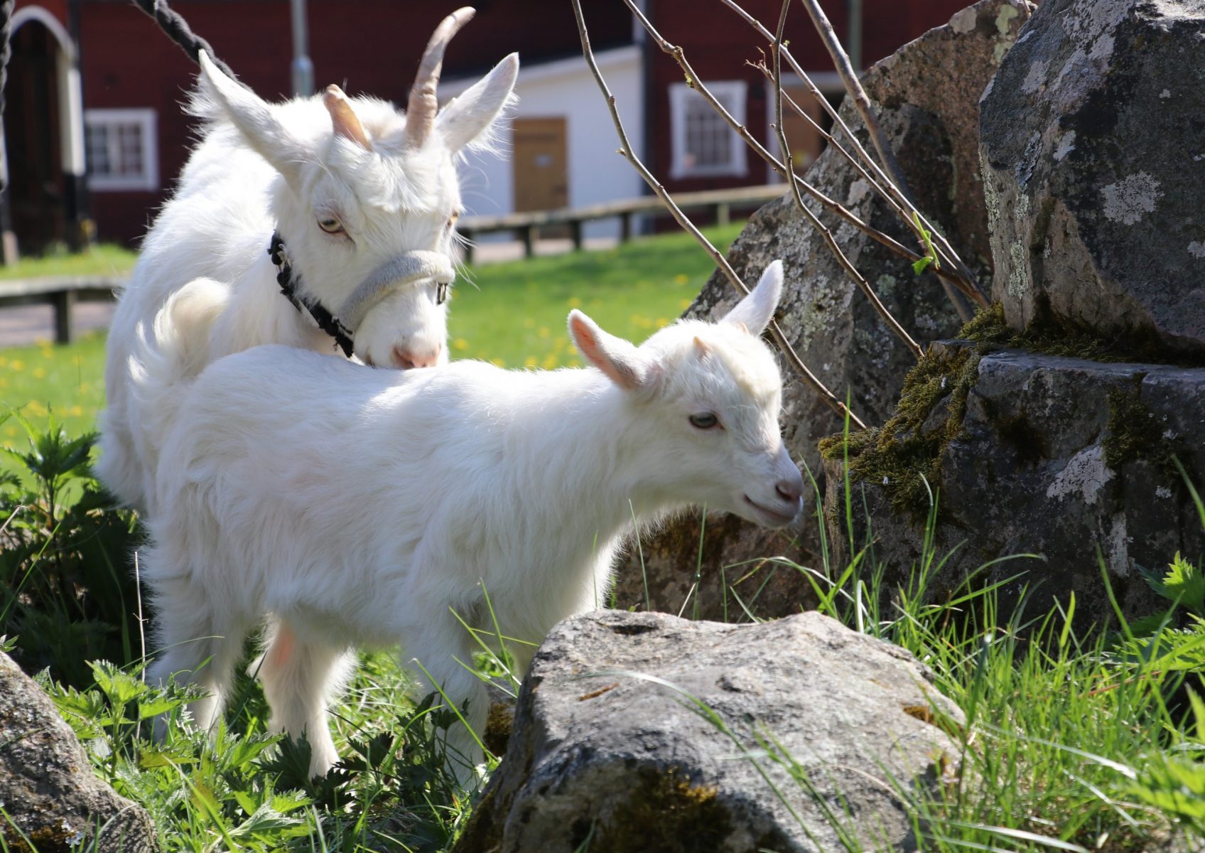 Gamla Linköping » Djuren på Valla gård